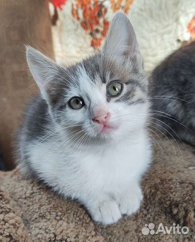 Красавица девочка котёнок