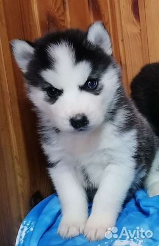 Сибирский хаски,щеночки с изюминкой