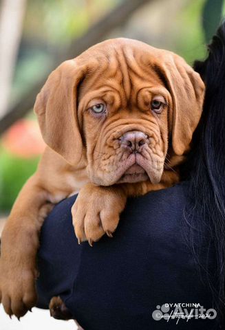 Бордоский дог