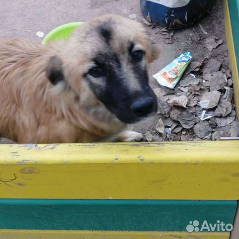 Отдам в добрые руки