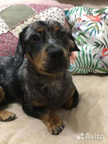 Такса+пекинес