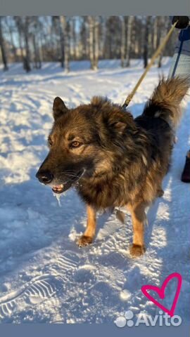 Собака в дар. Небольшой квартирый пёсик