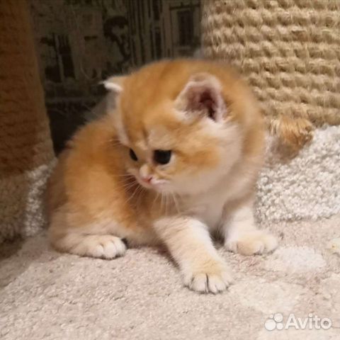 Золотая шиншилла мальчик