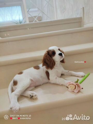 Кавалер Кинг Чарльз Спаниель, девочка