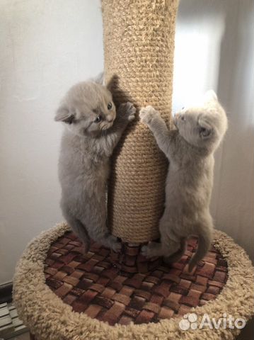 Котята шотландские