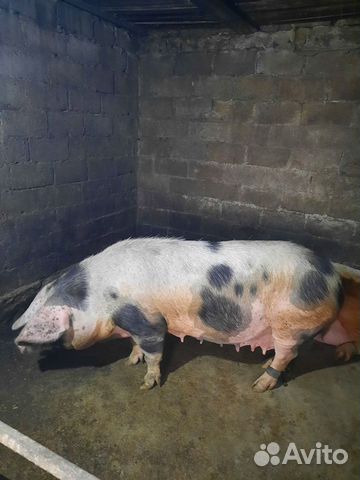 С/х животные