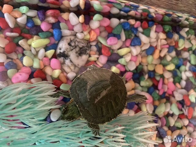 Черепаха с аквариумом