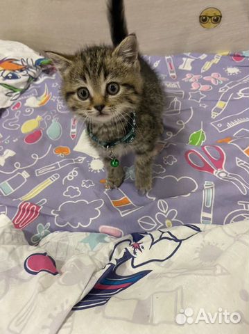 Шотландский котик