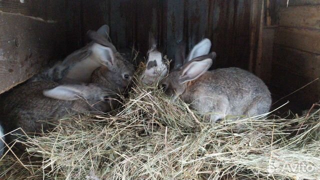 Продам Кроликов