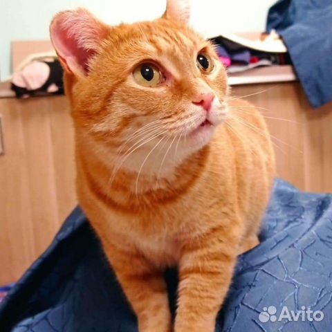 Кошка в Добрые руки