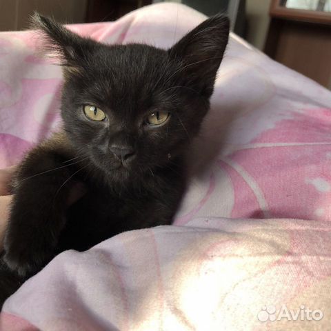 Кот (полубританец)