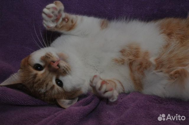 Кот Вася домашний ищет дом