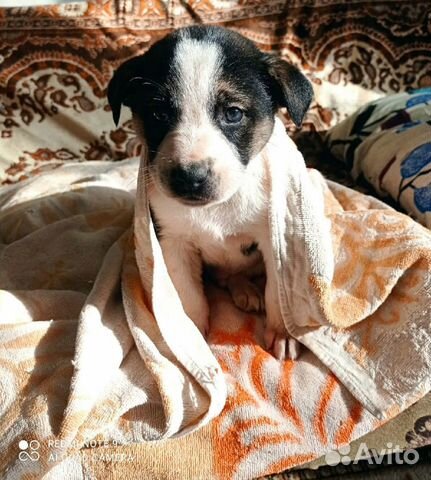 Щенки фенотип стаффордширский терьер