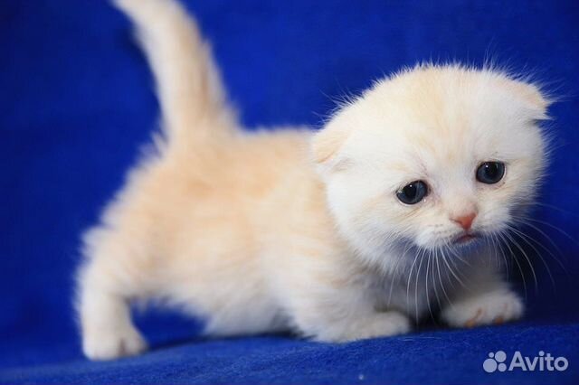 Вислоухие коротколапыши