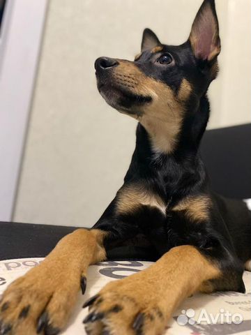 Американский пинчер. Щенок