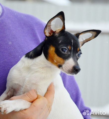 Щенки Той-фокстерьера