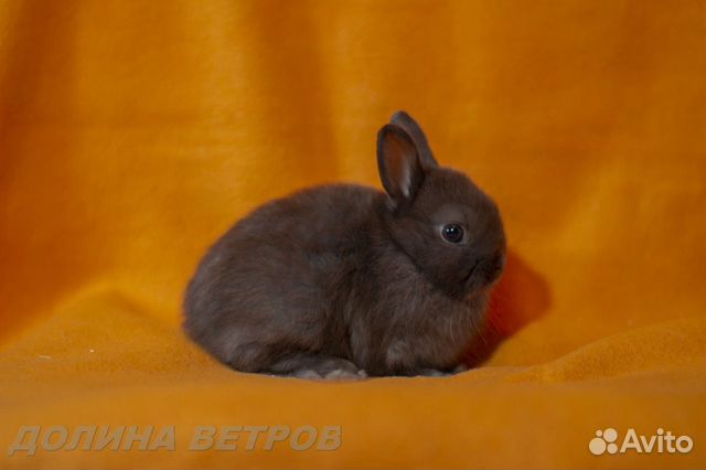 Крольчата шоколадные миноры