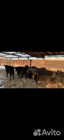 Бычки ангусы и их помесь