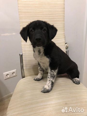 Щенок Каспер ищет дом