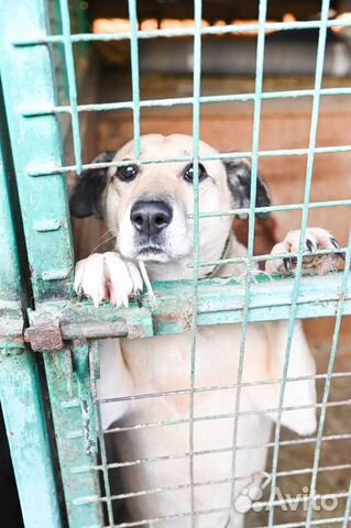 Собака в добрые руки