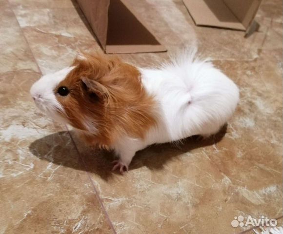 Морская свинка