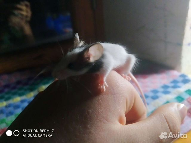Японская мышь
