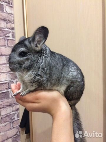 Шиншилла с клеткой