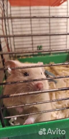 Сирийский хомяк