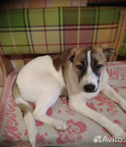 Щенок подросток Лика 5 месяцев в добрые руки