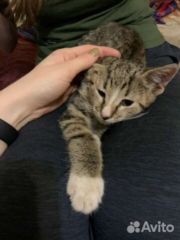 Двухмесячный полосатый котёнок ищет дома