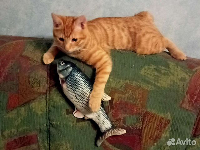 Кошки курильский бобтейл