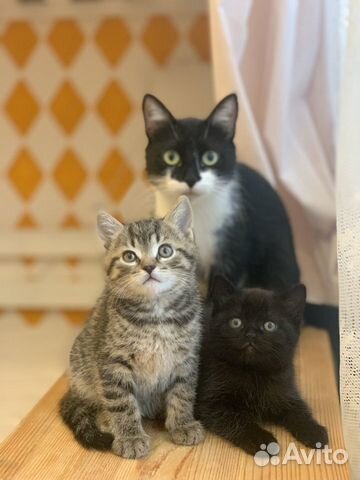 Кошки в добрые руки