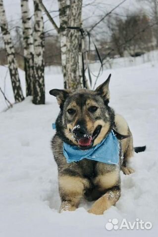 Френд ищет дом