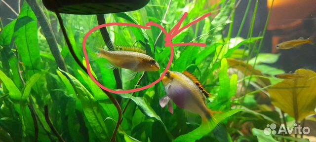 Пельвикахромис попугайчик