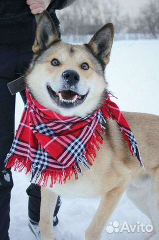 Собаки из приюта в добрые руки