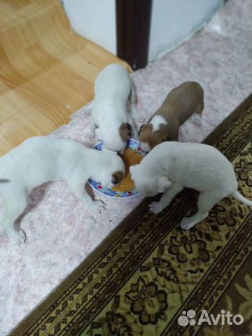 Собака в добрые руки помес немецкого боксёра с охо