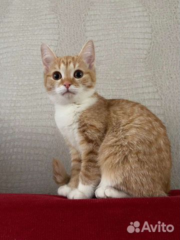 Кошечка Варёнка