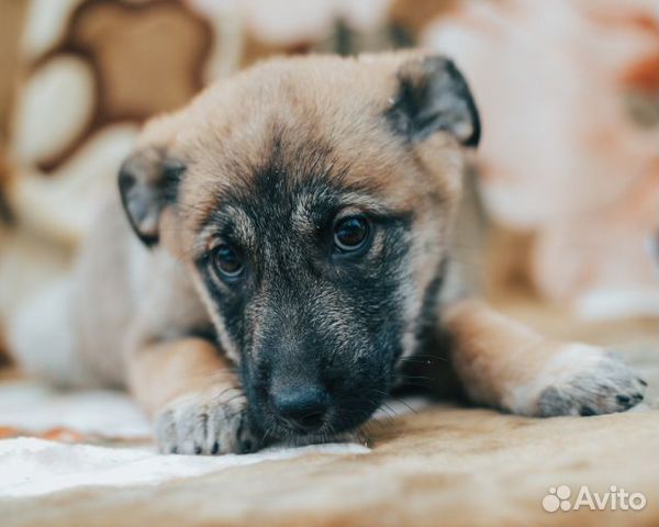 Рыжуля из Нойчиков