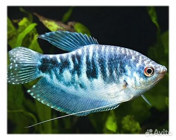 Гурами мраморный вместе с аквариумом