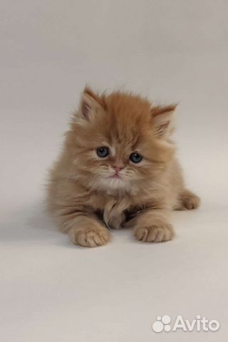 Персидская кошка