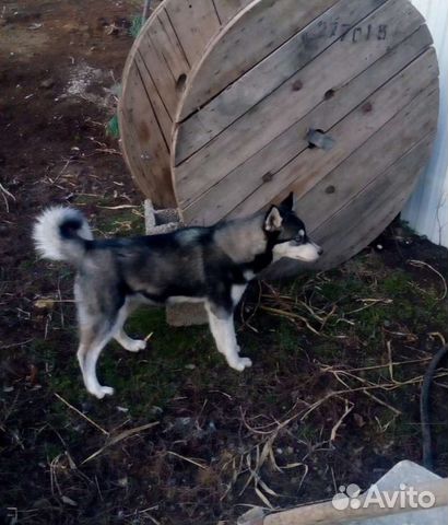 Сибирский хаски