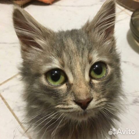 Котенок с большими глазками