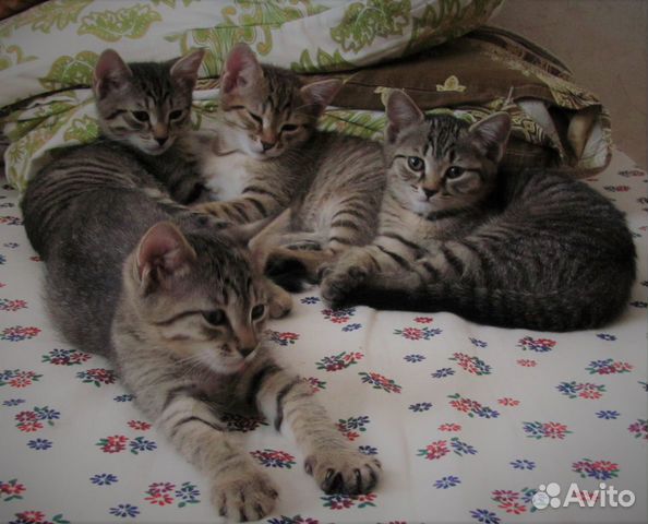 Отдам котят в добрые заботливые руки