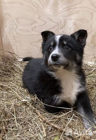 Девочка щенок в добрые руки