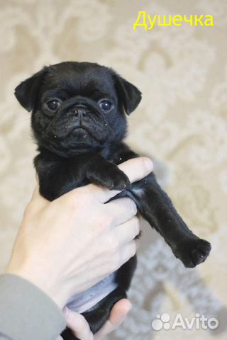 Мопсесса