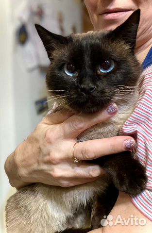 Голубоглазая красавица Сима