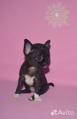 Очаровательная мини девочка чихуахуа