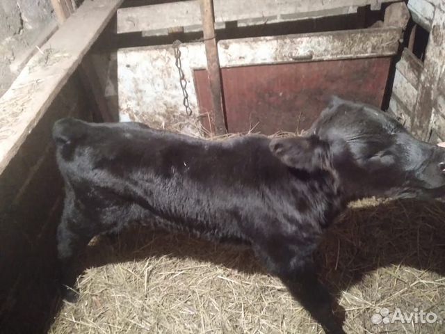 Телята бычки