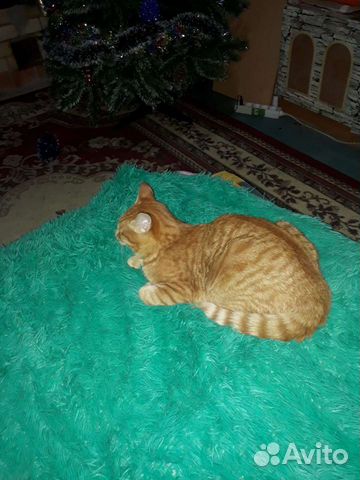 Кот