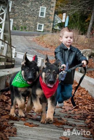 Щенки Немецкой овчарки (питомник, заводчик)